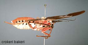 Papua Insects Foundation (Lepidoptera/Erebidae/Arctiinae/Amerila ...